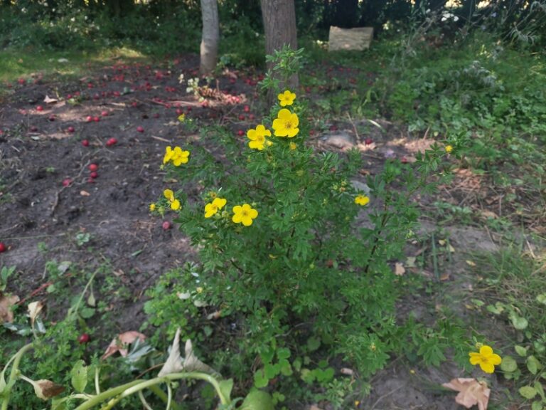 Haven i august: Tre sensommerlige højdepunkter - naturhaven.dk
