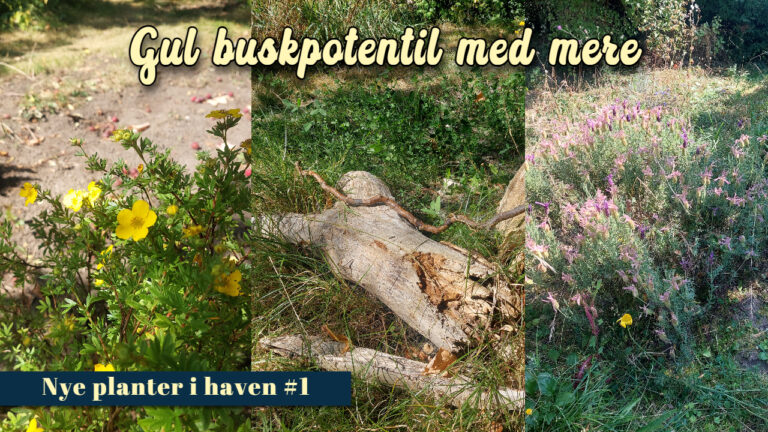 Nye planter i haven #1 - Gul buskpotentil med mere - naturhaven.dk