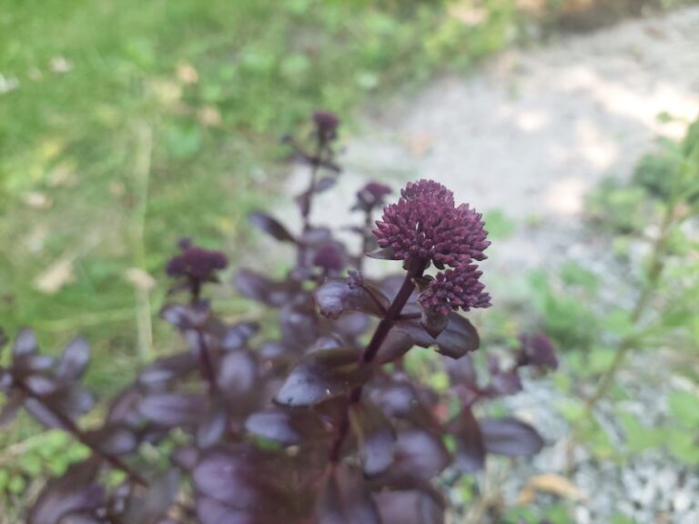 Haven i august: Tre sensommerlige højdepunkter - naturhaven.dk