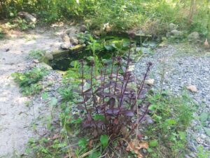 Haven i august: Tre sensommerlige højdepunkter - naturhaven.dk
