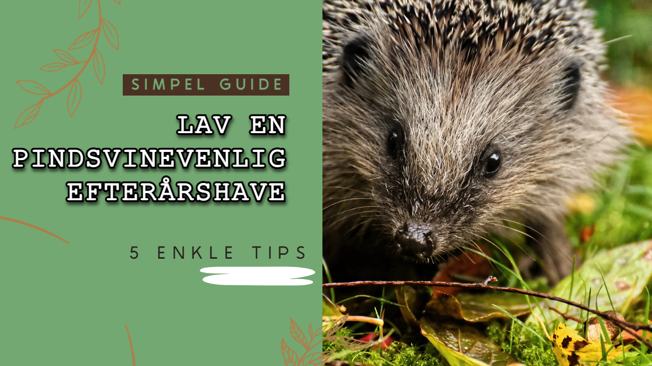 5 tips der sikrer dig en pindsvinevenlig efterårshave - naturhaven.dk
