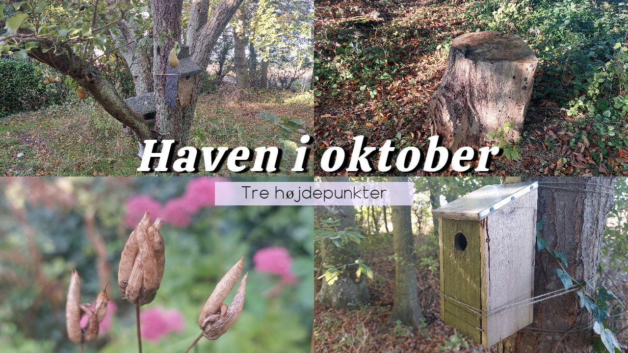Haven i oktober: Tre tips til aktiviteter - naturhaven.dk