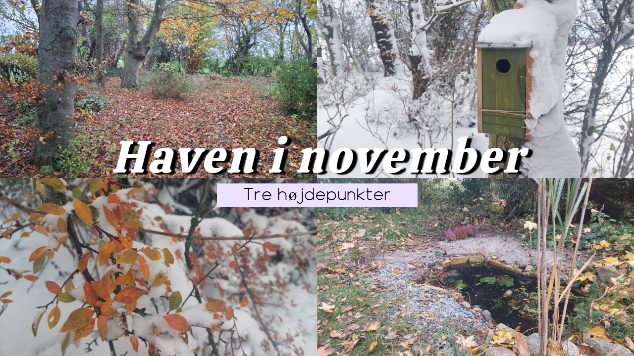 Haven i november: Tre sene efterårshøjdepunkter - naturhaven.dk