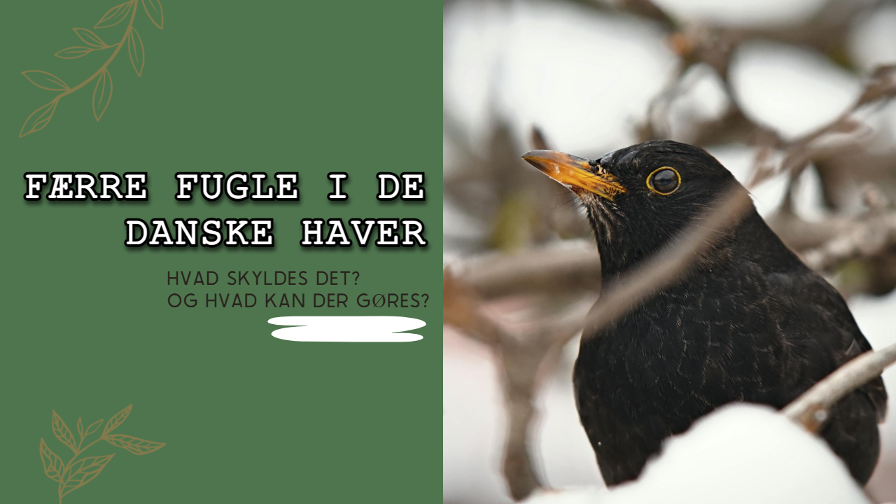Færre fugle i de danske haver - her er årsager og løsninger - naturhaven.dk