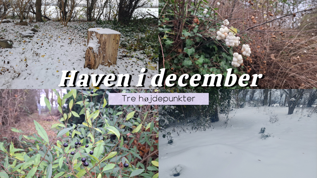 Haven i december: Tre ting at se frem til - naturhaven.dk