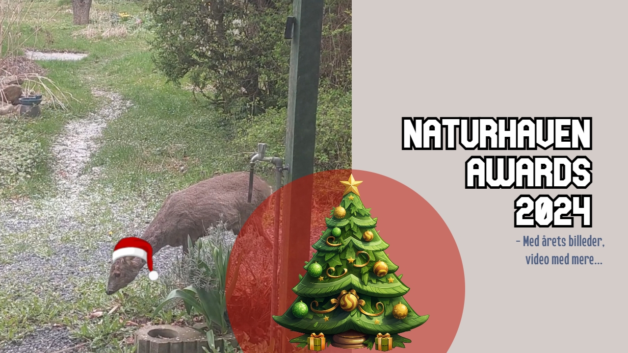 Naturhaven Awards 2024: "Nu med rålam og risalamande" - naturhaven.dk
