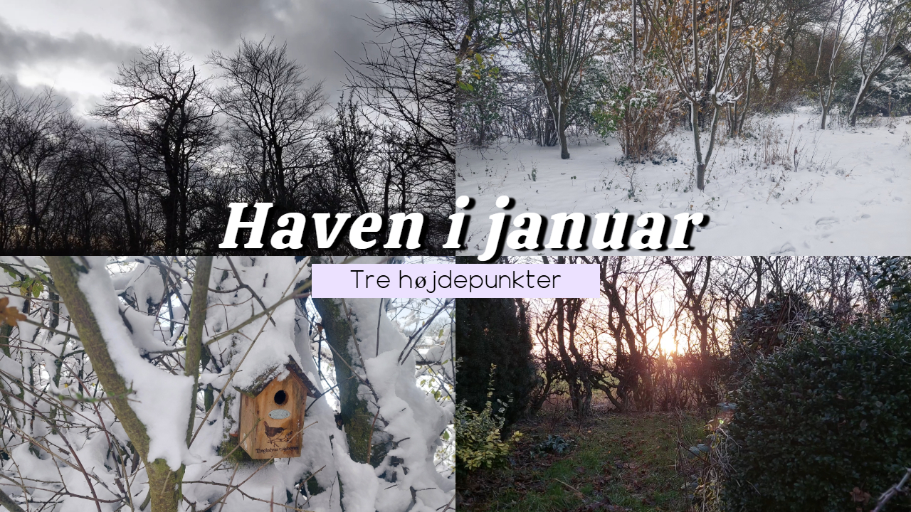 Haven i januar: Tre kolde højdepunkter - naturhaven.dk