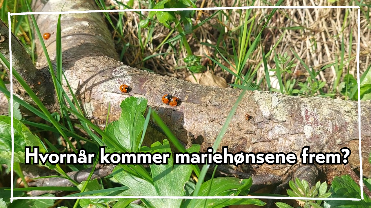 Hvornår kommer mariehønsene frem? - naturhaven.dk