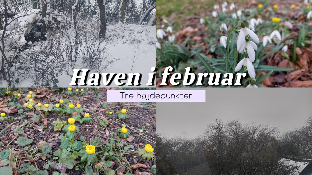 Haven i februar: Tre ting at glæde sig til - naturhaven.dk