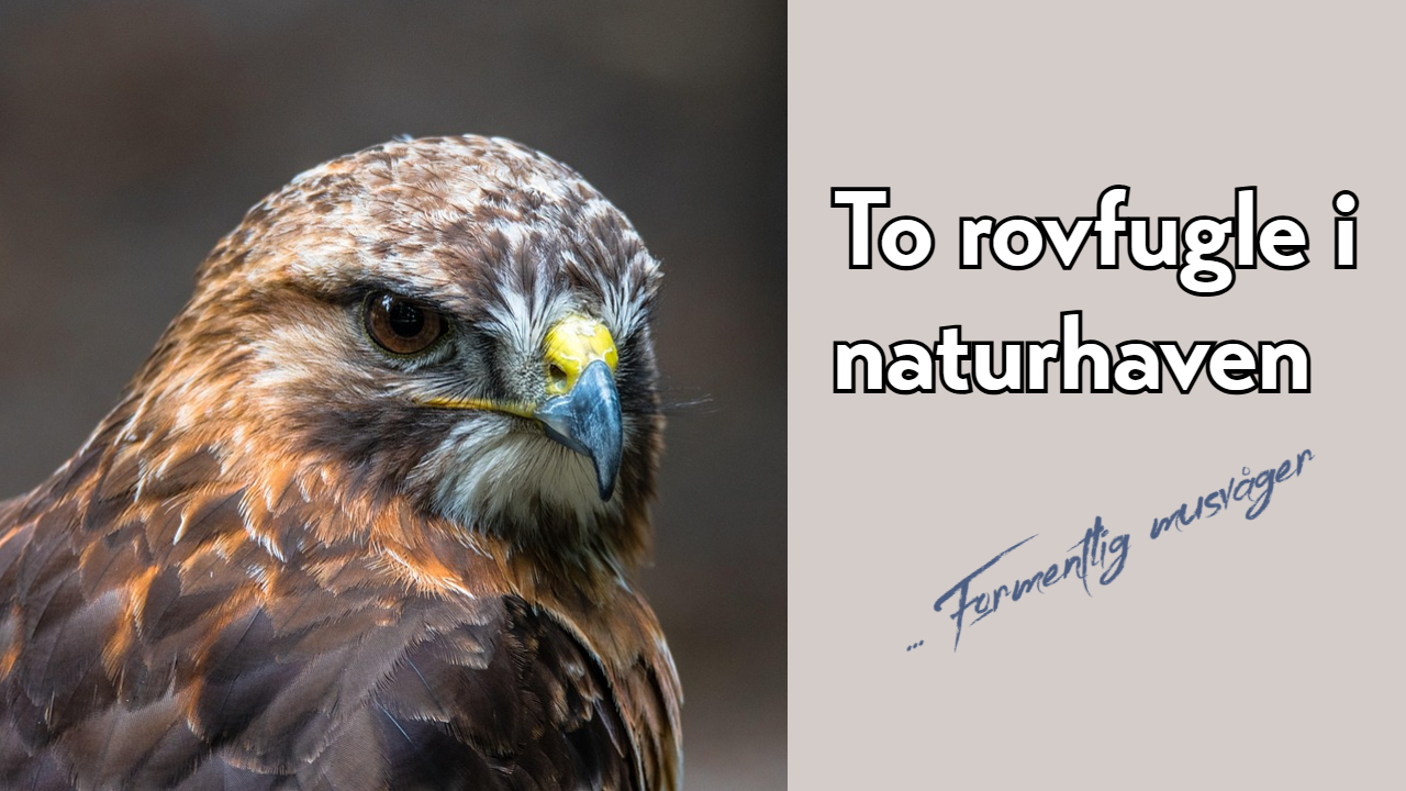 Rovfugle i haven: Se den vilde video - naturhaven.dk