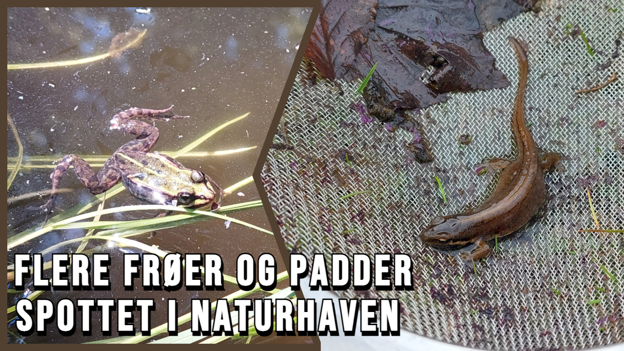 Positive takter ved årets optælling af frøer og padder - naturhaven.dk