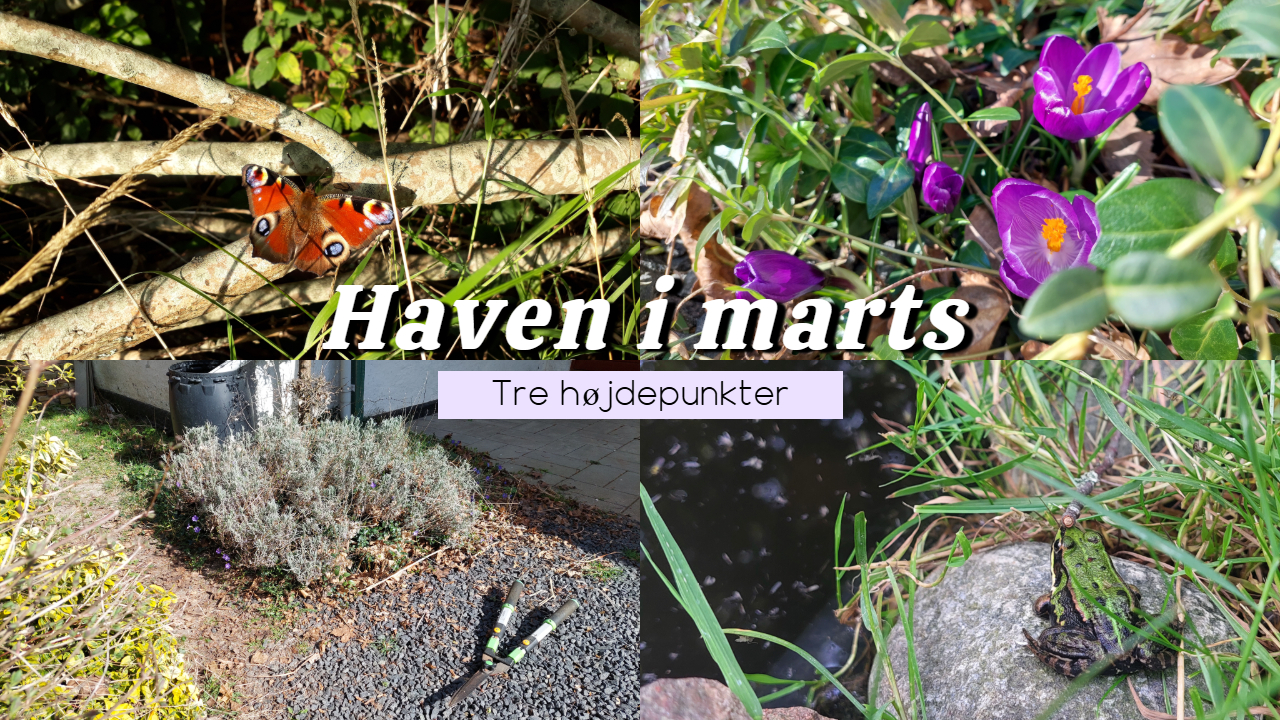 Haven i marts: Tre tidlige forårshøjdepunkter - naturhaven.dk