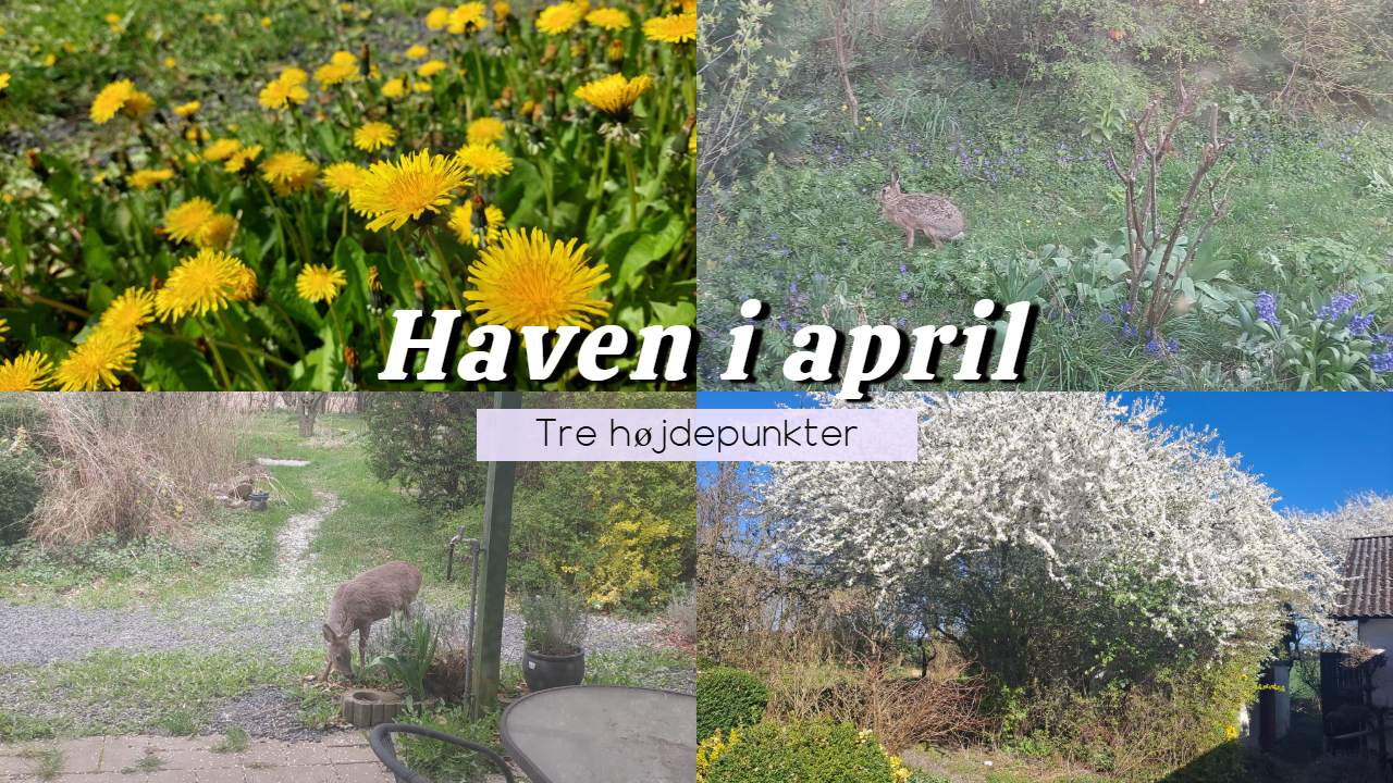 Haven i april: Tre højdepunkter - naturhaven.dk