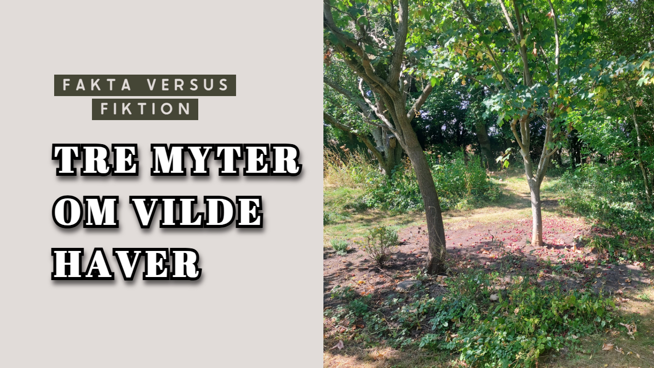 Tre myter om vilde haver: Fakta versus fiktion - naturhaven.dk