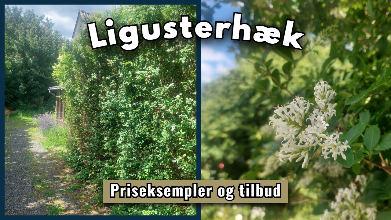 Hvad koster ligusterhæk? Se priseksempler og tilbud her - naturhaven.dk