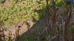 Hvordan går det de danske solsorte ramt af usutu-virus? - naturhaven.dk