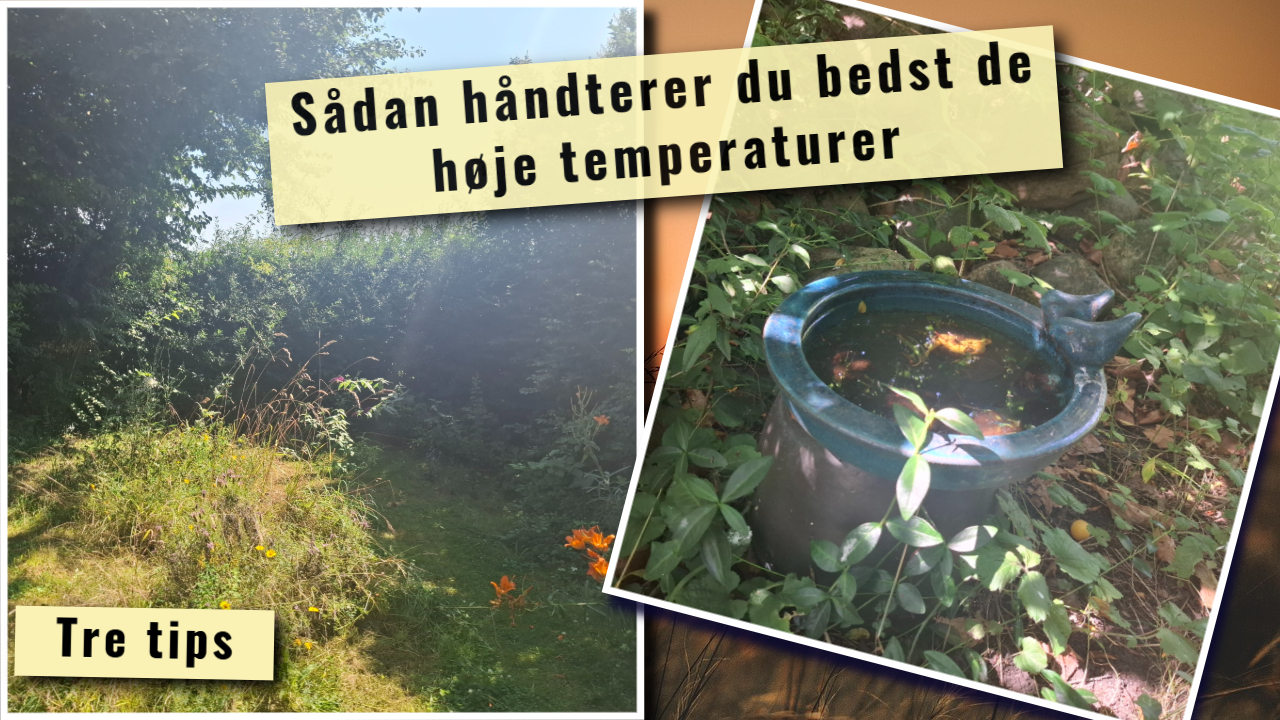 Tre tips til når det for alvor bliver varmt i haven - naturhaven.dk
