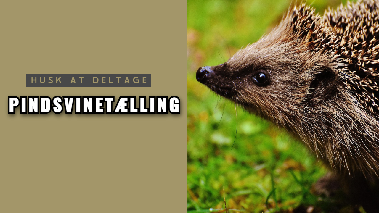 Deltag i årets pindsvinetælling og styrk naturen - naturhaven.dk